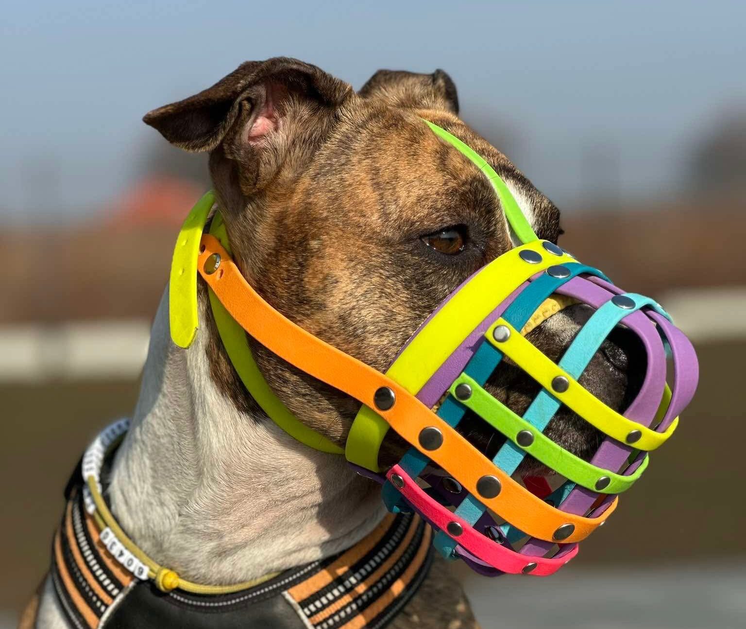 Tęczowy Kaganiec dla psa z taśmą Biothane® - Furia - Dog in the fog